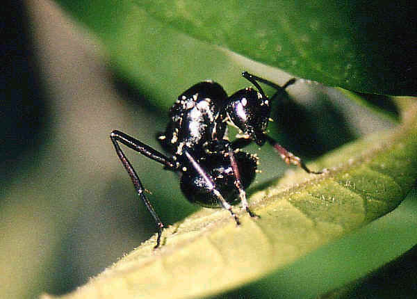 Black Ant - Insects World