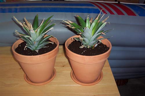 Saksıda Ananas Yetiştirme | begonvilliev