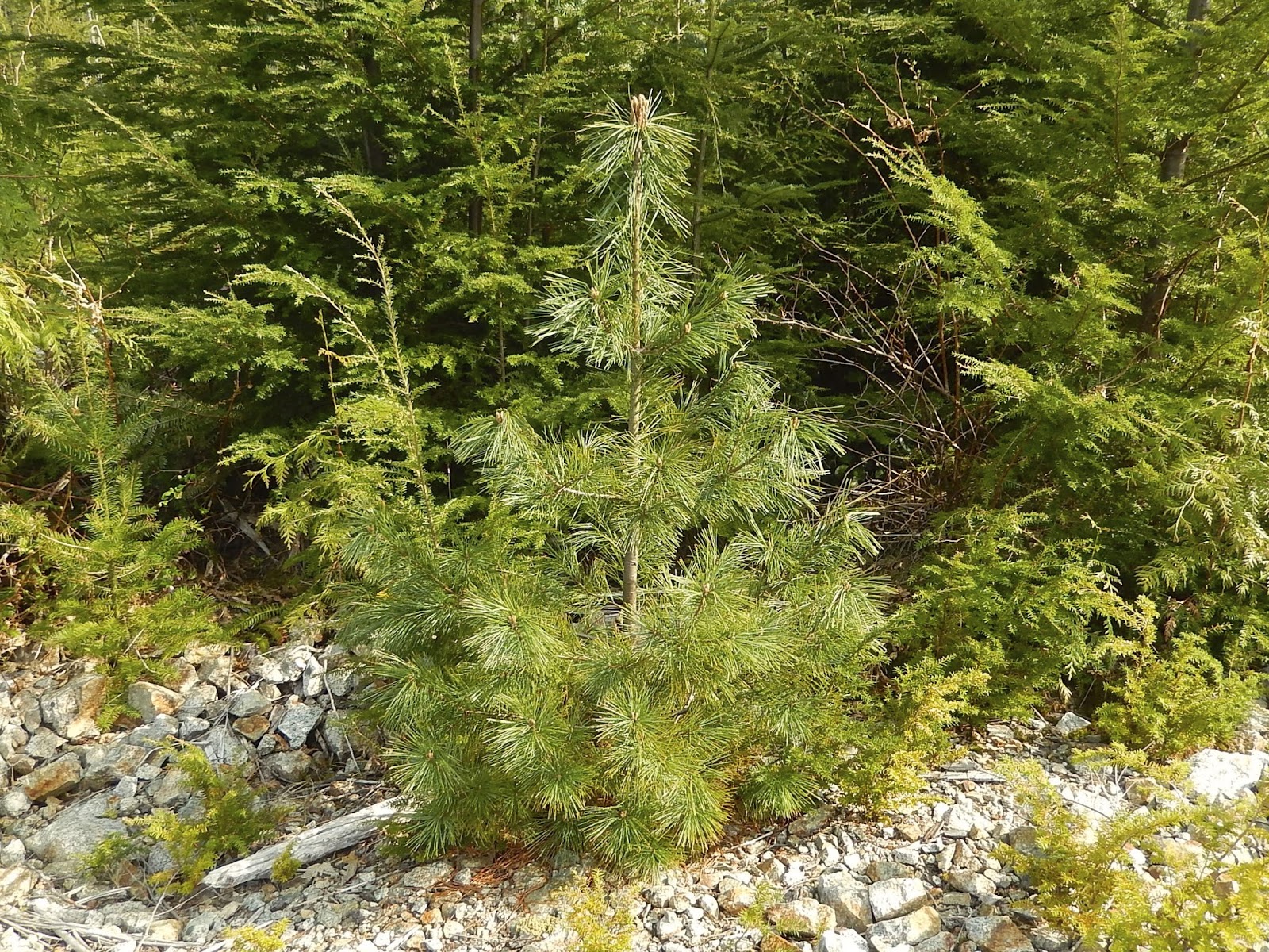 Powell River Books Blog: Coastal BC Plants: Western White Pine