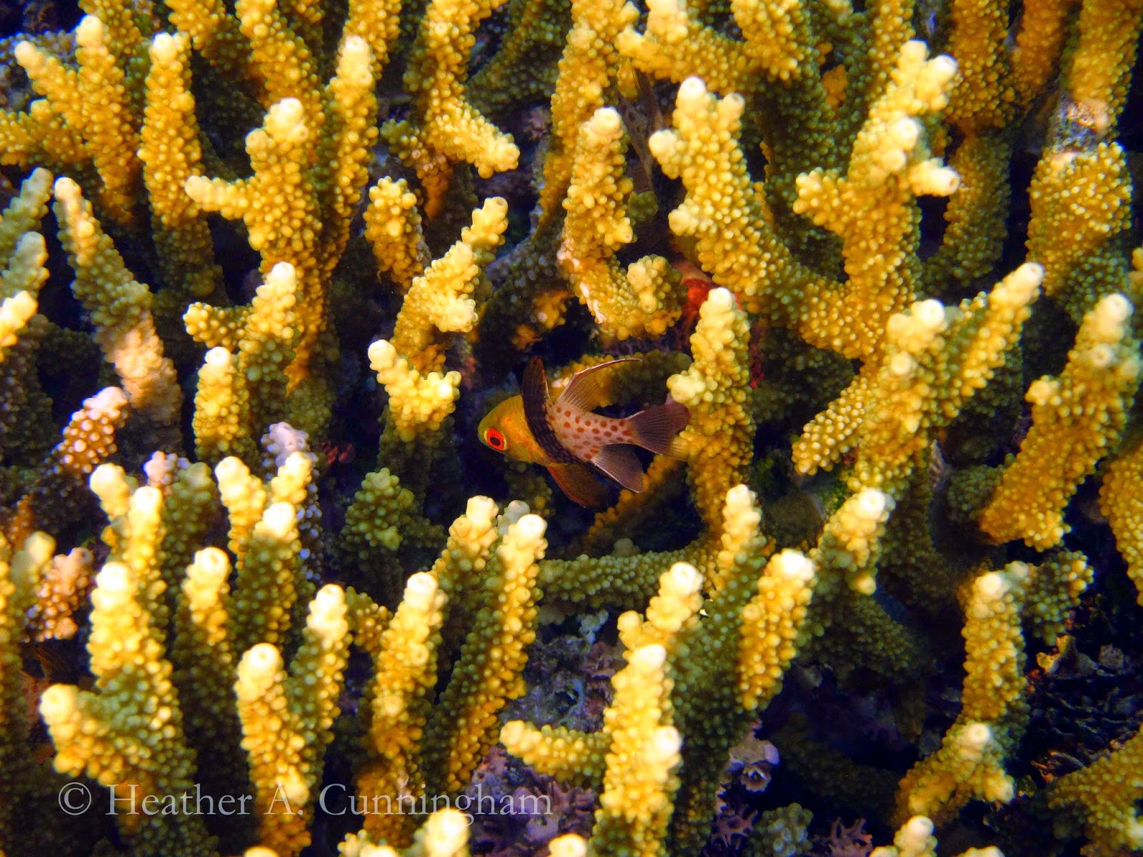 Cardinal Pajama Fish