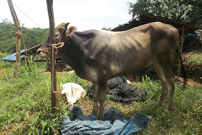 SAPI QURBAN 2015 TIMBANG HIDUP SEHAT & MURAH DI : SAPI QURBAN TIMBANG ...