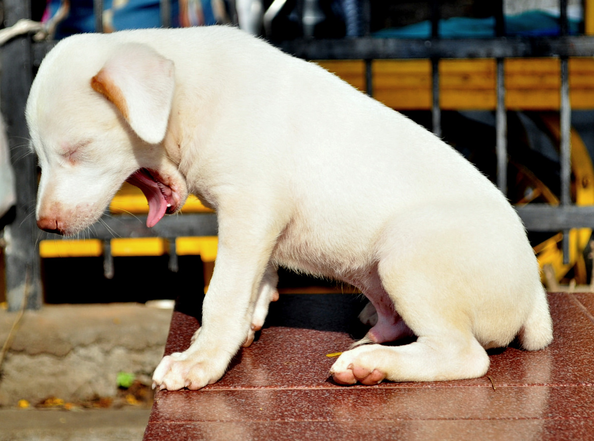 Mini Day out to Mahabalipuram -Pallavas Dynasty.