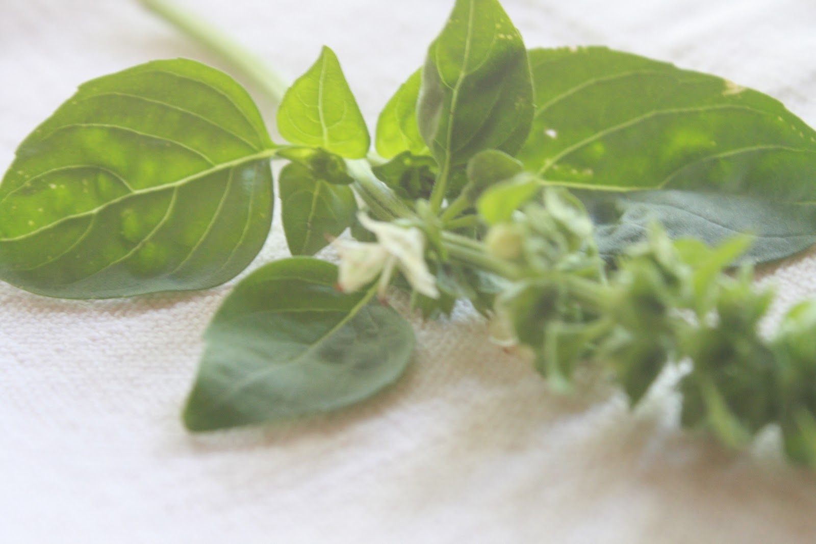 Sweet Teeth: Lime Basil Cookies