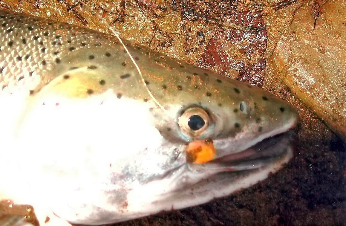 Fly Fishing with Doug Stewart: How to Tie Glo Bugs