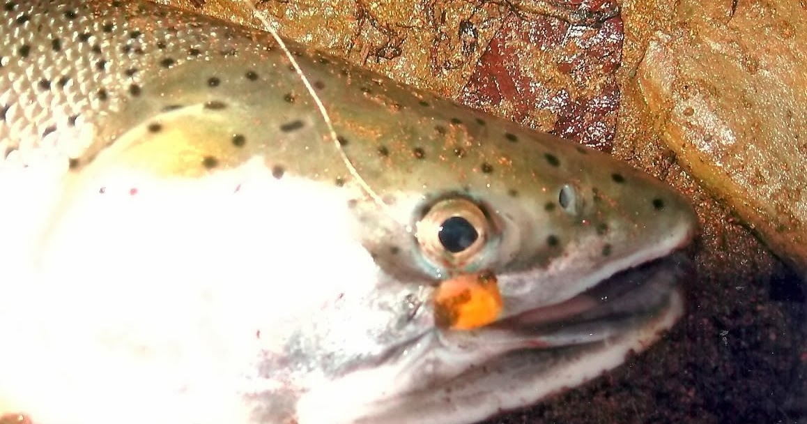 Fly Fishing with Doug Stewart: How to Tie Glo Bugs