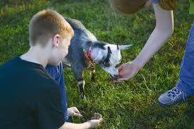 Beginners Guidelines: A Beginner's Guide to Caring for Goats