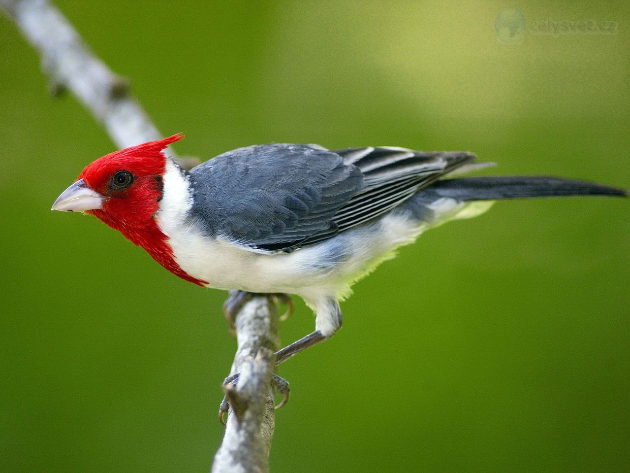 Galerías de Exóticos: Cardenal Gris (Paroaria coronata)