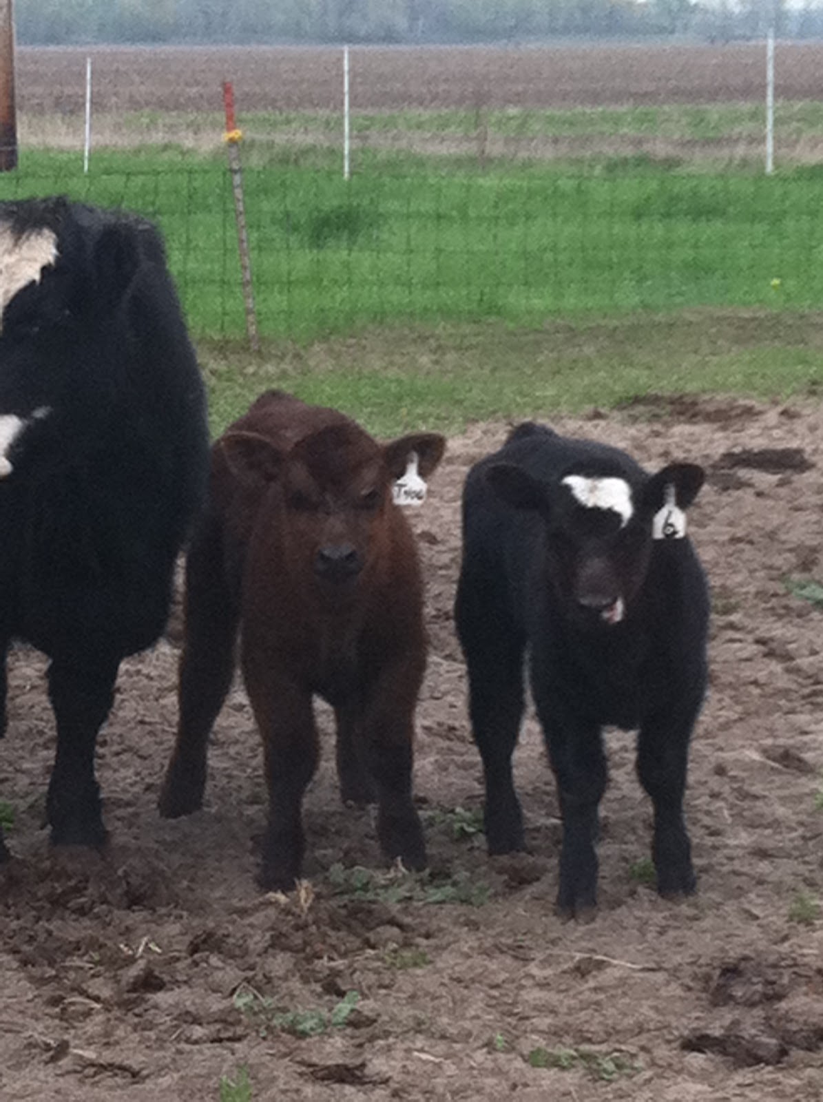 Trausch Farms: Hanewich Cattle Company - Indiana