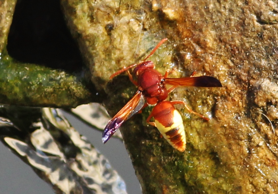 Biodiversity of Cyprus by NGO Protection of the Natural Heritage and ...