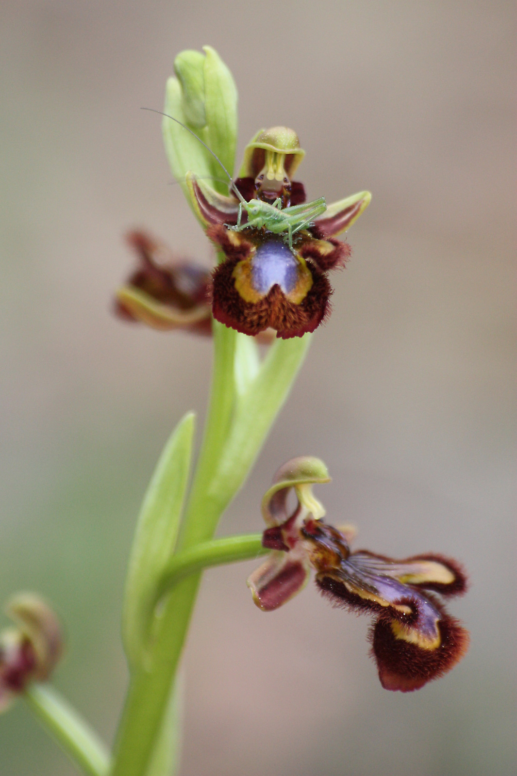 Ophrys vernixia. O. speculum. Flor de espejo. Orquídea de barba ...
