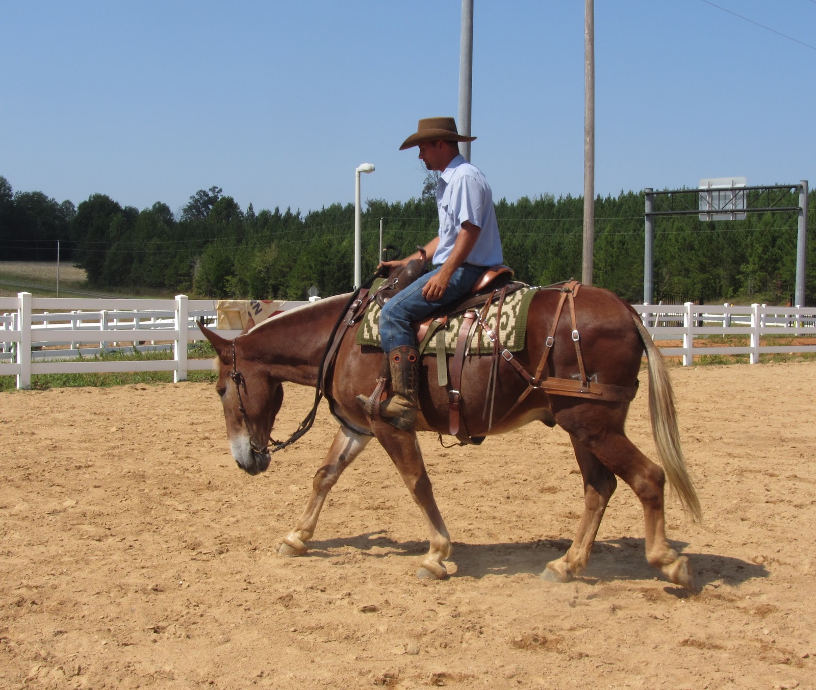St.Clair Red Mule Farm -Mule & Donkey Adventures: Seven & The Horse Trainer
