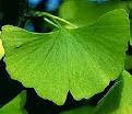 ALTERNATIVE THERAPEUTIC SOLUTION: Ginkgo Health Benefits, Uses, Side ...