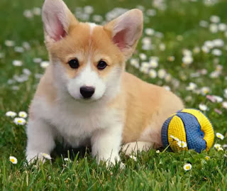 Welsh Corgi Pembroke