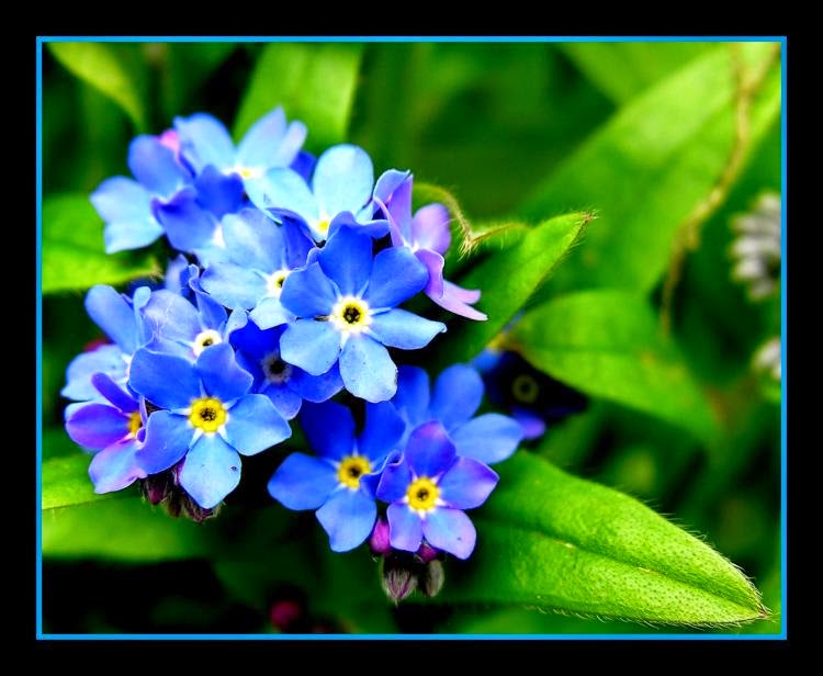 ATLÂNTIDA: A Lenda do Miosótis