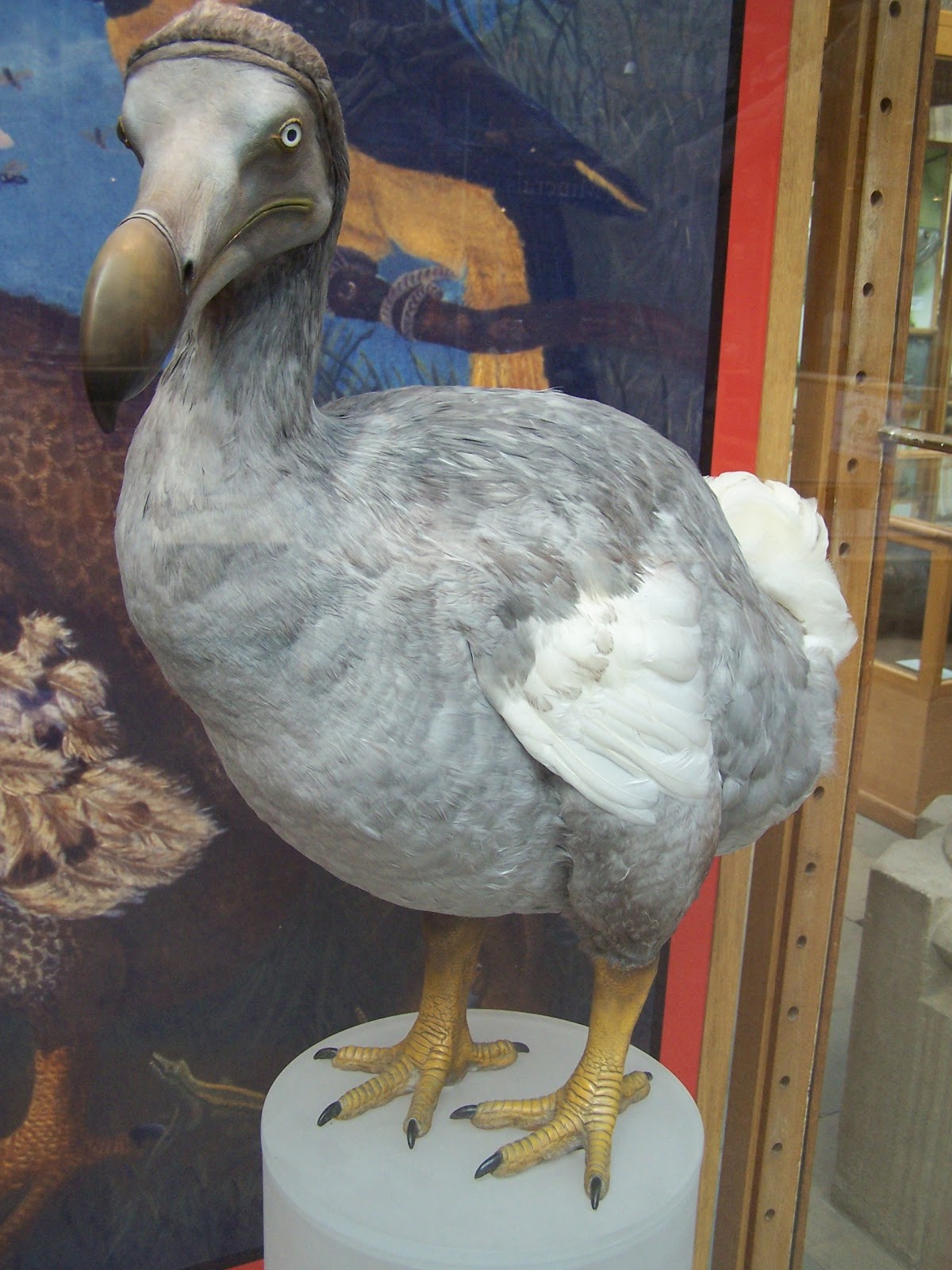BONE ROOMS: Oxford University Museum of Natural History