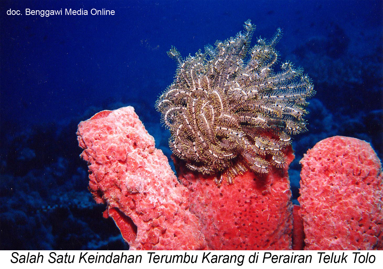 Potensi Wisata Bahari Di Perairan Teluk Tolo - Benggawi Media Online