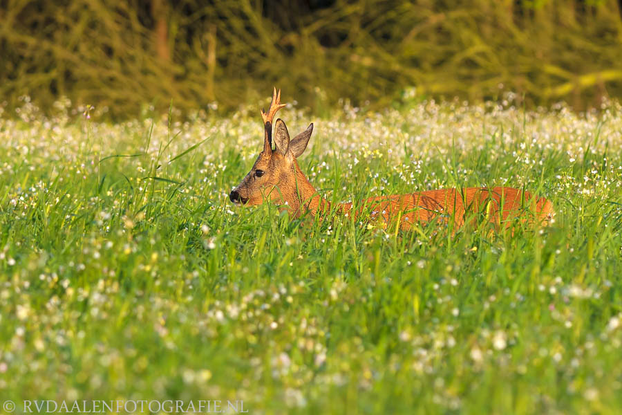 Vogel- en Natuurfotografie door Remco van Daalen: Opzoek naar Reeën in ...