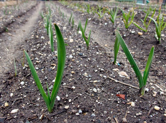 MOUND: Rainy Day Beach Farming