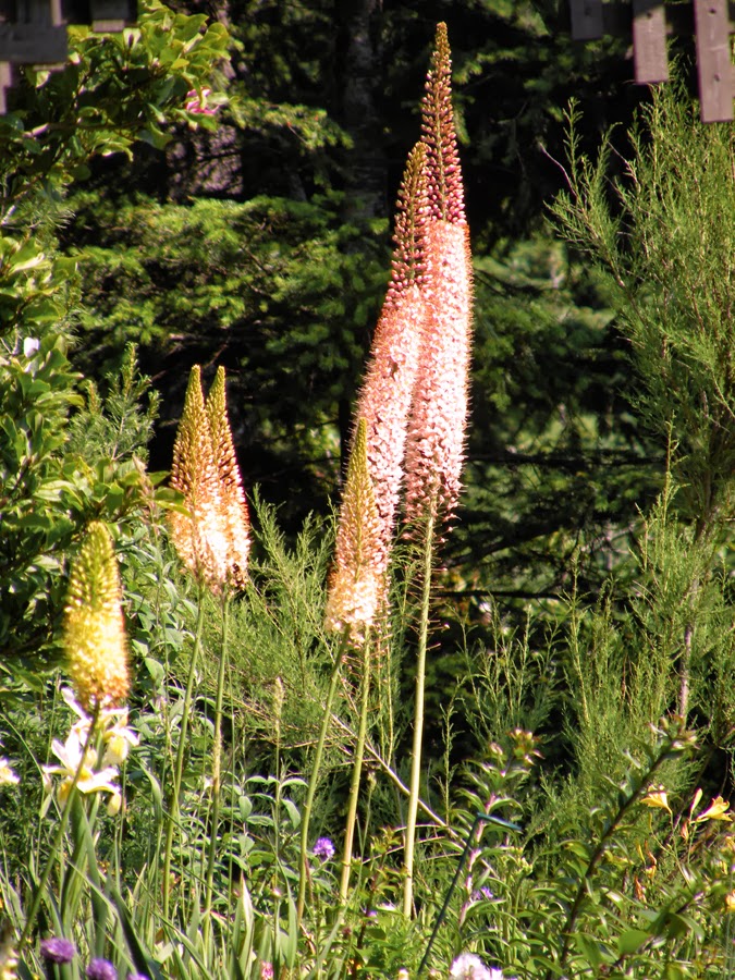 Eremurus, una planta elegante.