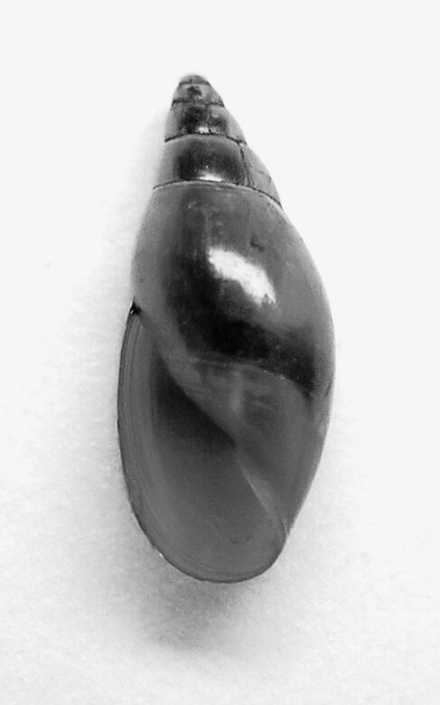 Moje Mollusca: Zawijka pospolita Aplexa hypnorum (Linnaeus, 1758)