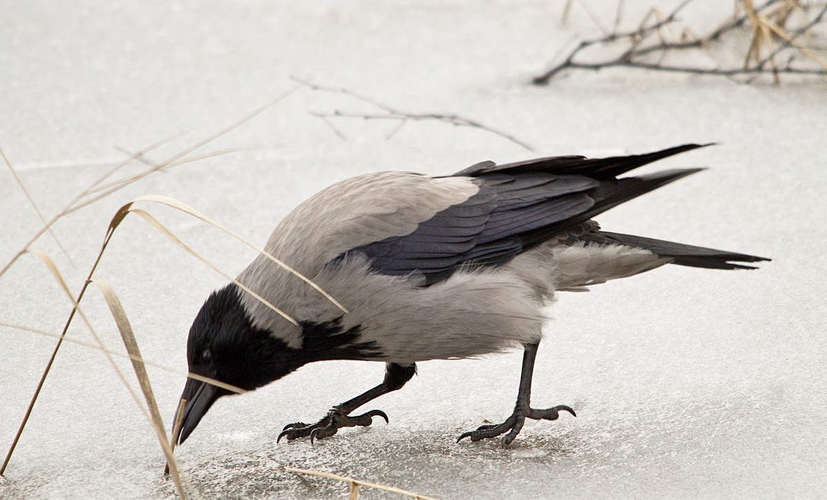 Elämää: Mitä varis tekee?