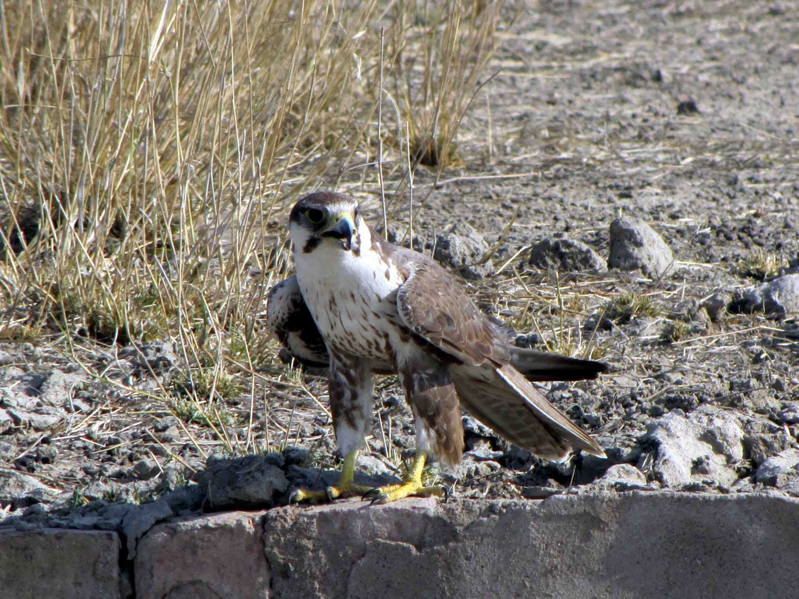 Indian Birds Photography: (delhibirdpix) Laggar Falcon (by Pooniaji ...