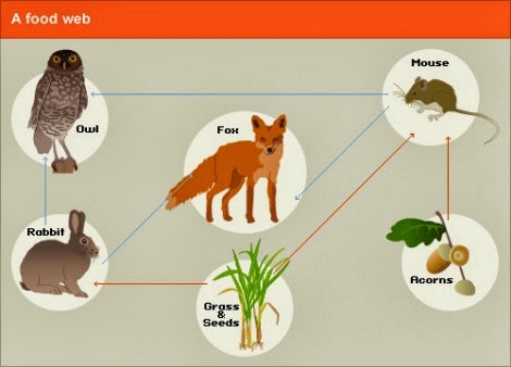 Учитељица Ирена: Ланац исхране