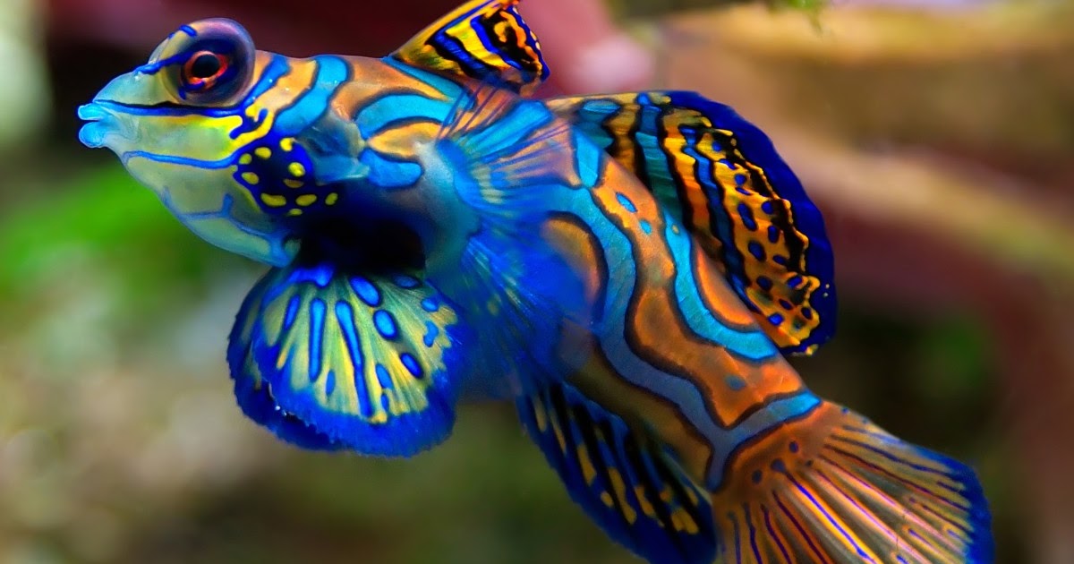 Top 10 Most Colorful and Beautiful Fish | Mathias Sauer