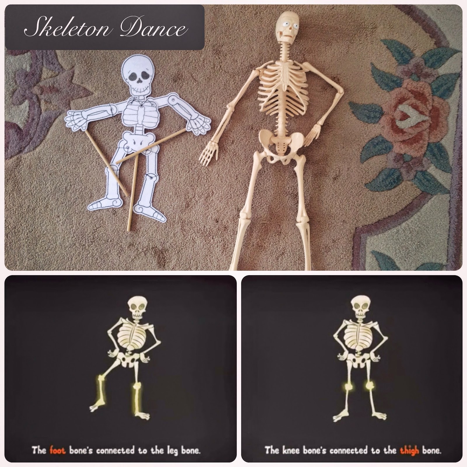 Raising A Montessorian: HUMAN ANATOMY