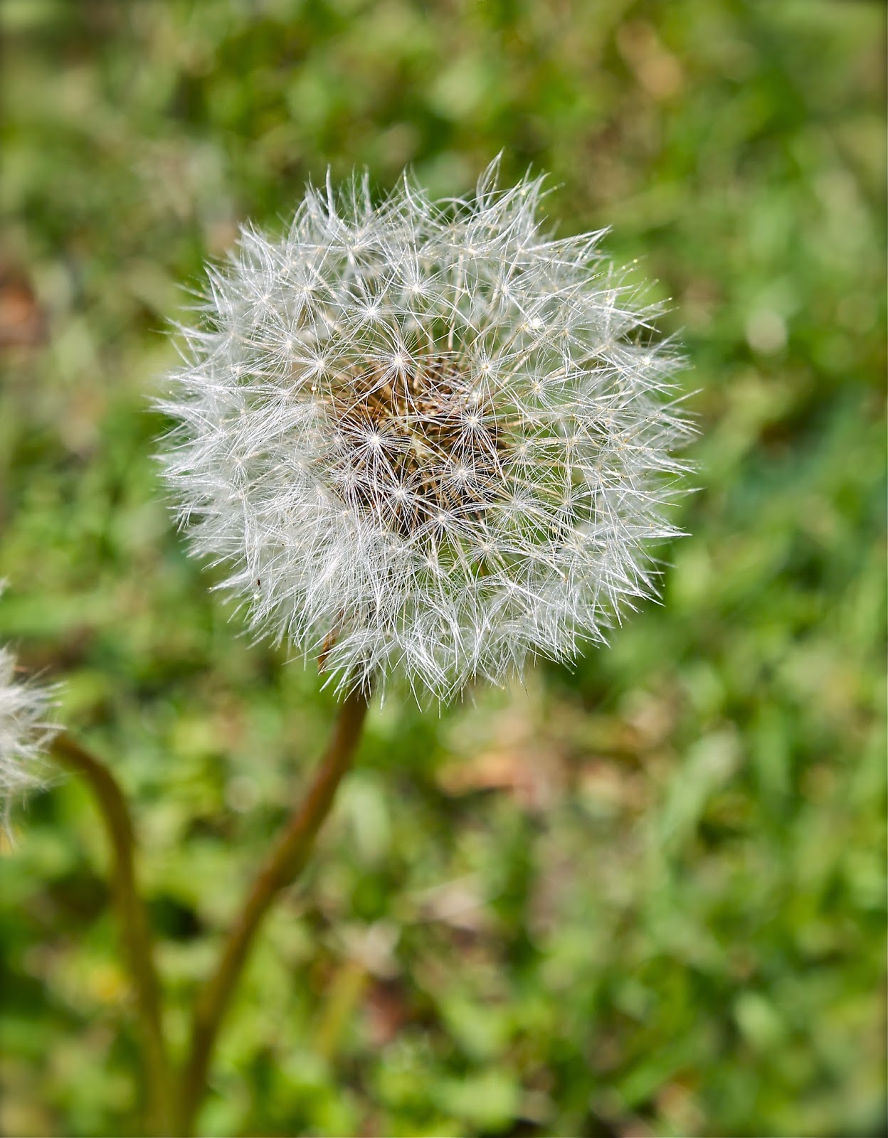 Twig and Toadstool: Preserving Dandelion Clocks