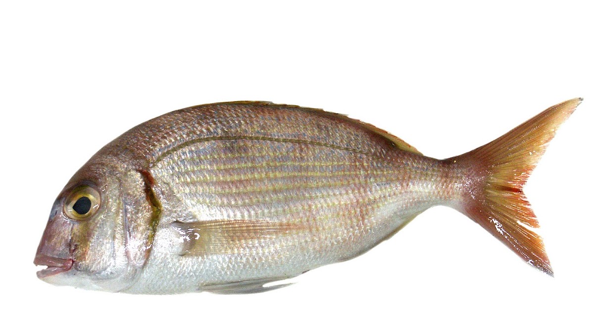 24 låger i Bibelen: FISK