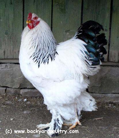 anizam agrofarm: Light Brahma