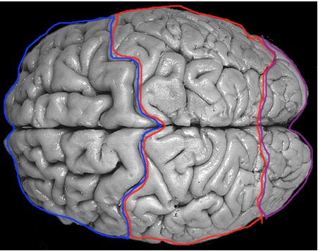 Atlas de neuroanatomía: CORTEZA CEREBRAL (NEOCORTEZA)