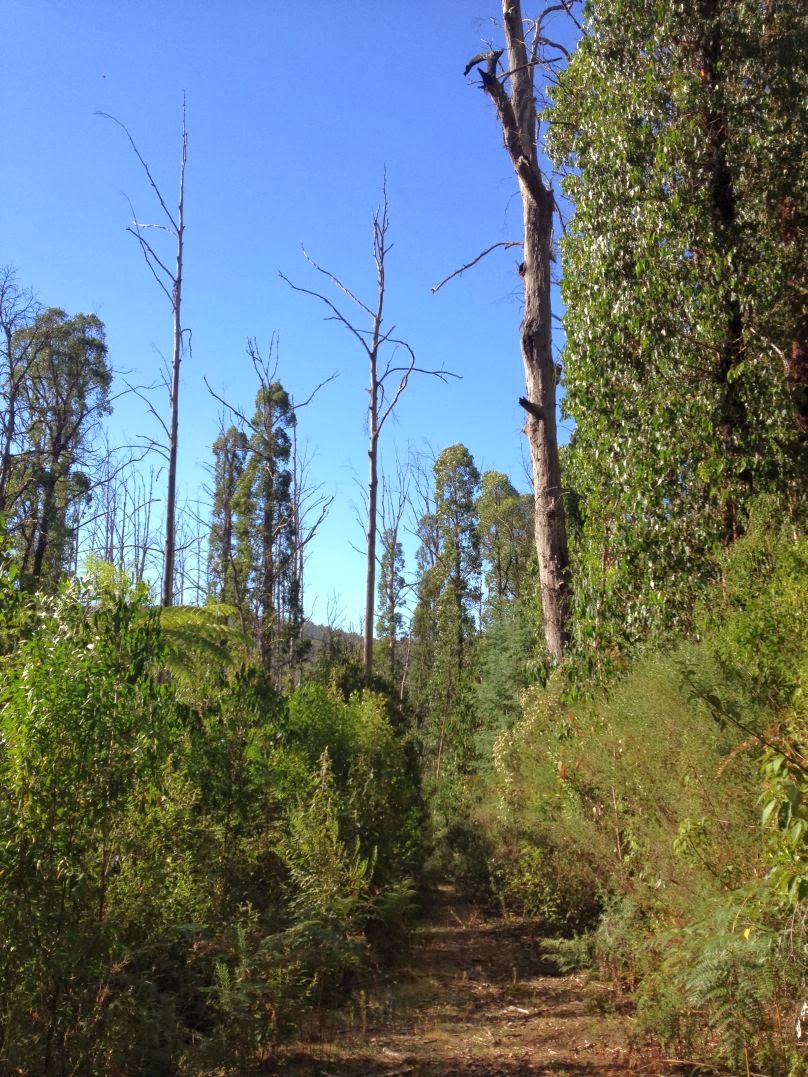 Trails and Tracks: Wilhelmina Falls Circuit, Toolangi State Forest ...