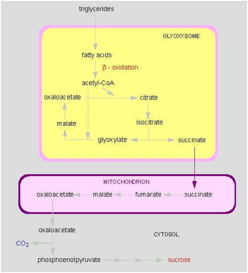 Dira Tiara Prawiro: Glioksisom