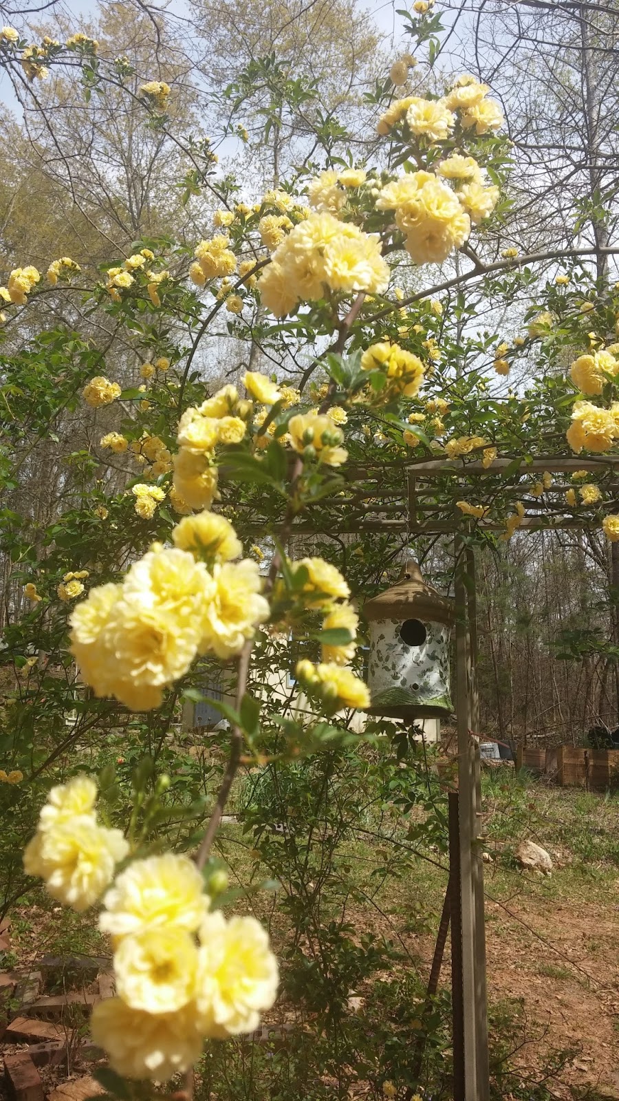 Lingering Shade: Lady Banks Rose Growing