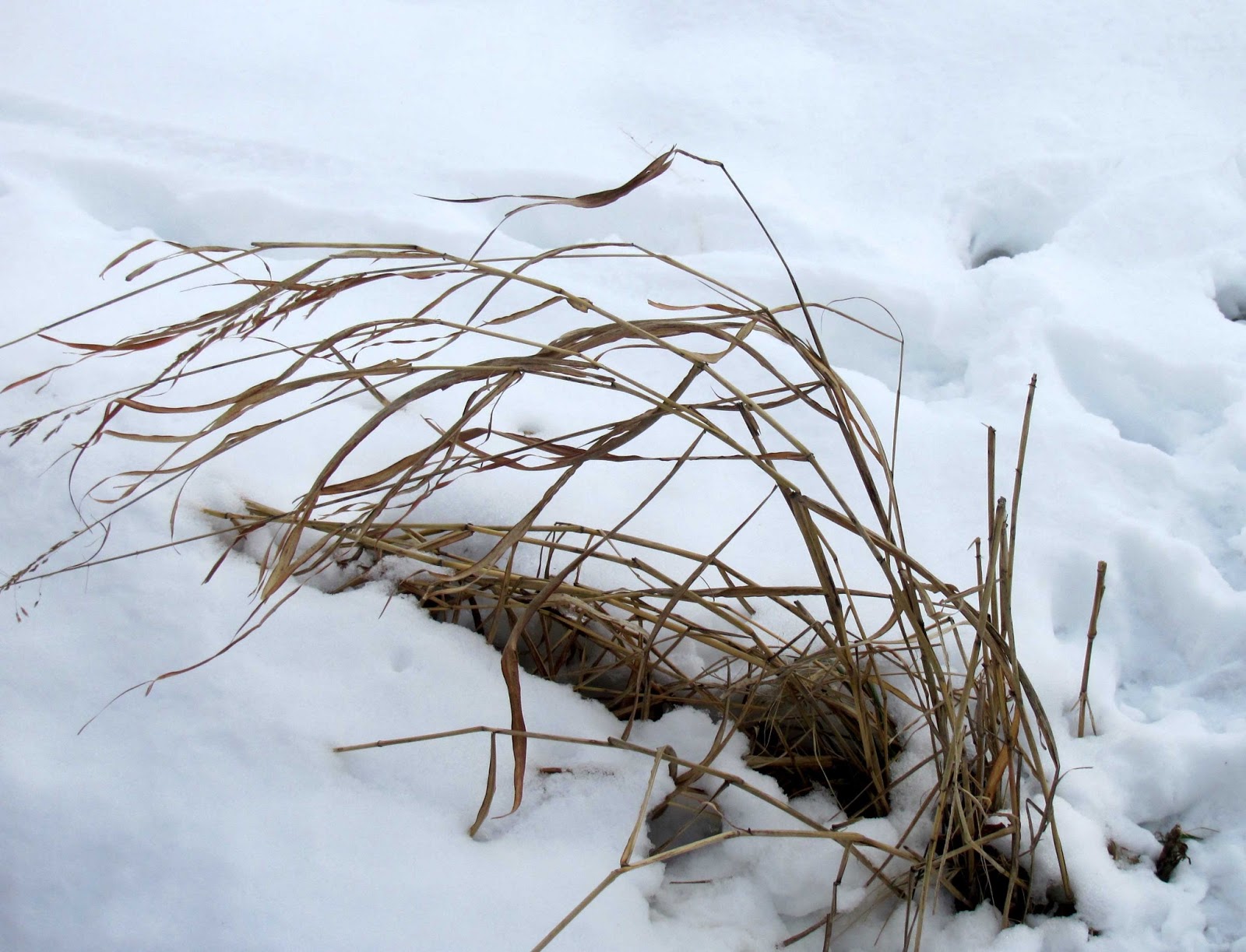 Speedway Daily Photo: Stalking the American Robin