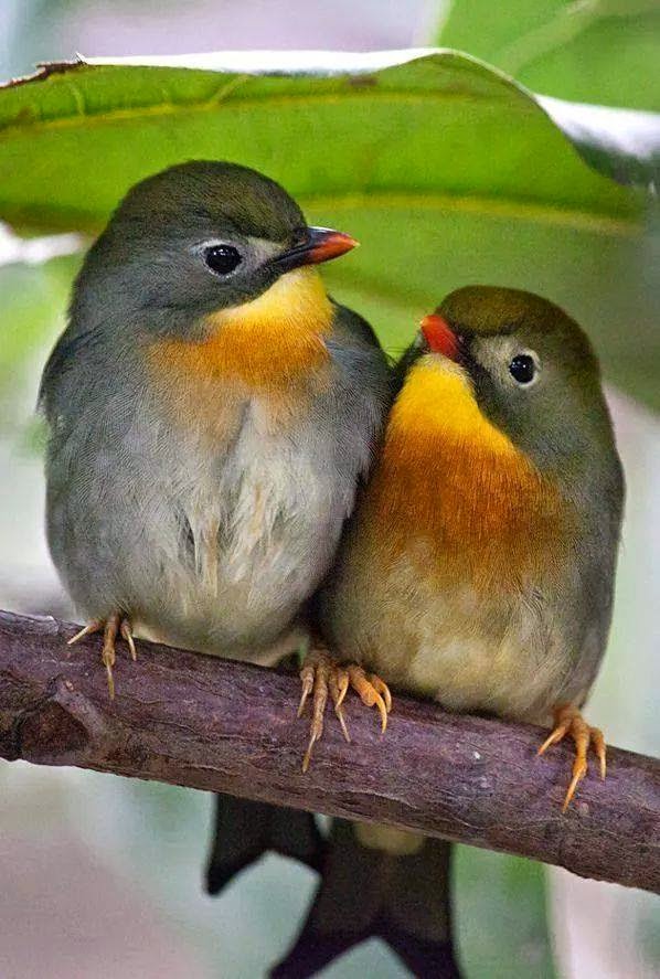 Todo para Compartir: pagaritos ♥♥♥