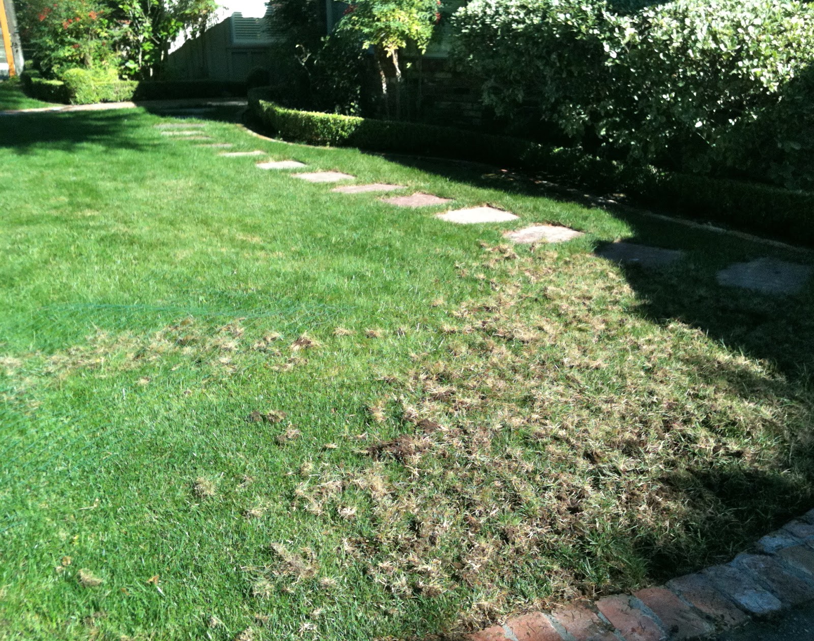 Robin Chapman News: Attack of the Killer Crows! Or: Four-and-Twenty ...