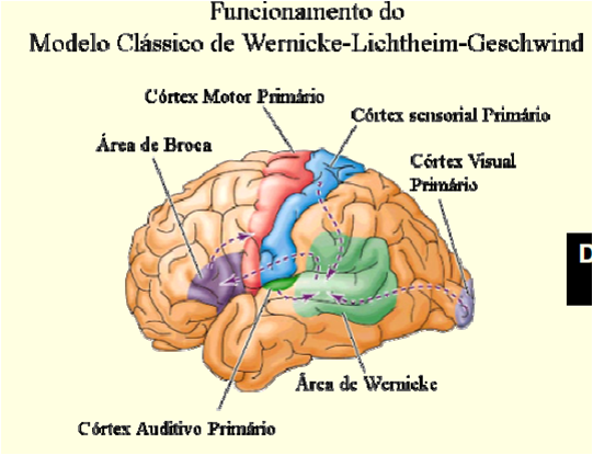 El Blog de Neuro-Estrabismo y Optometria Comportamental: El modelo de ...