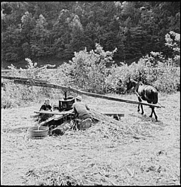 Cowboy Kisses: Raising Cane and Making Molasses