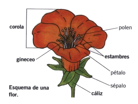 Plantas y Flores: unidad didactica: La reproducción de las plantas con ...