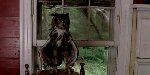 TWD Cookbook: Owl Pie