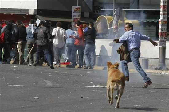 Gallery of The Legendary Greece Riot Dog Pictures | Amazing Creatures
