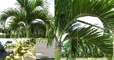 10 JENIS TANAMAN PALEM YANG SERING DI GUNAKAN UNTUK PROYEK TAMAN ...