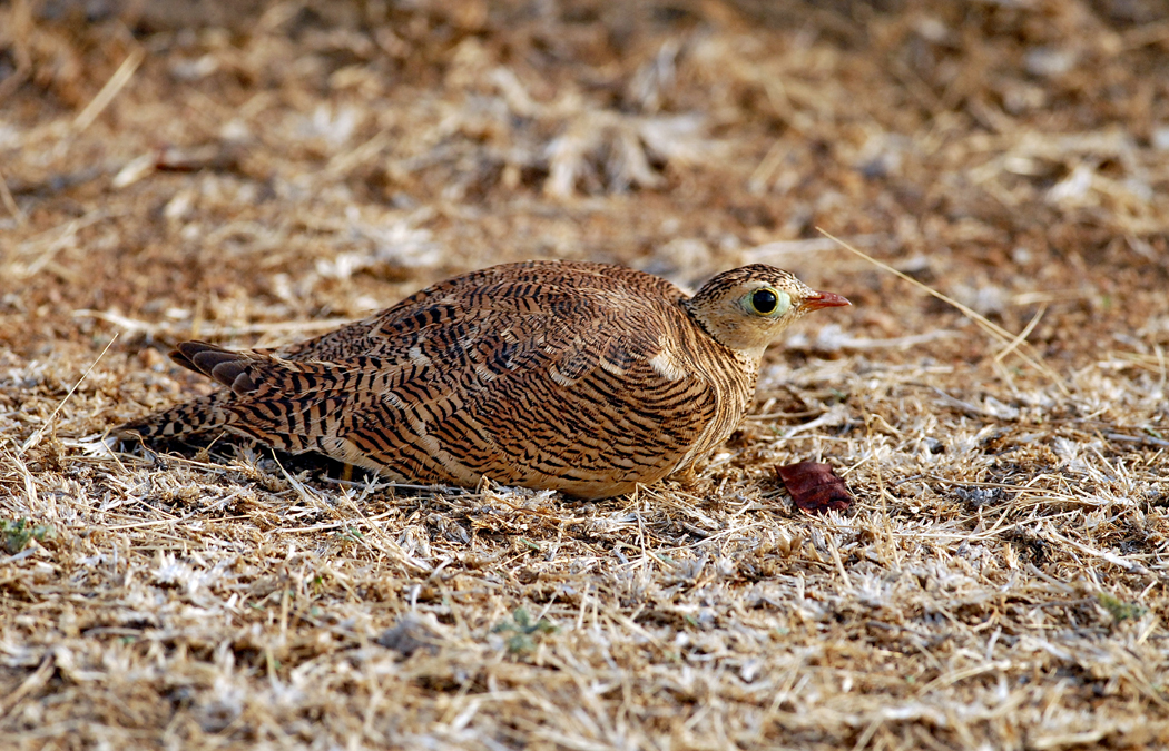 VISWANATH S: Daroji Sloth Bear Sanctuary