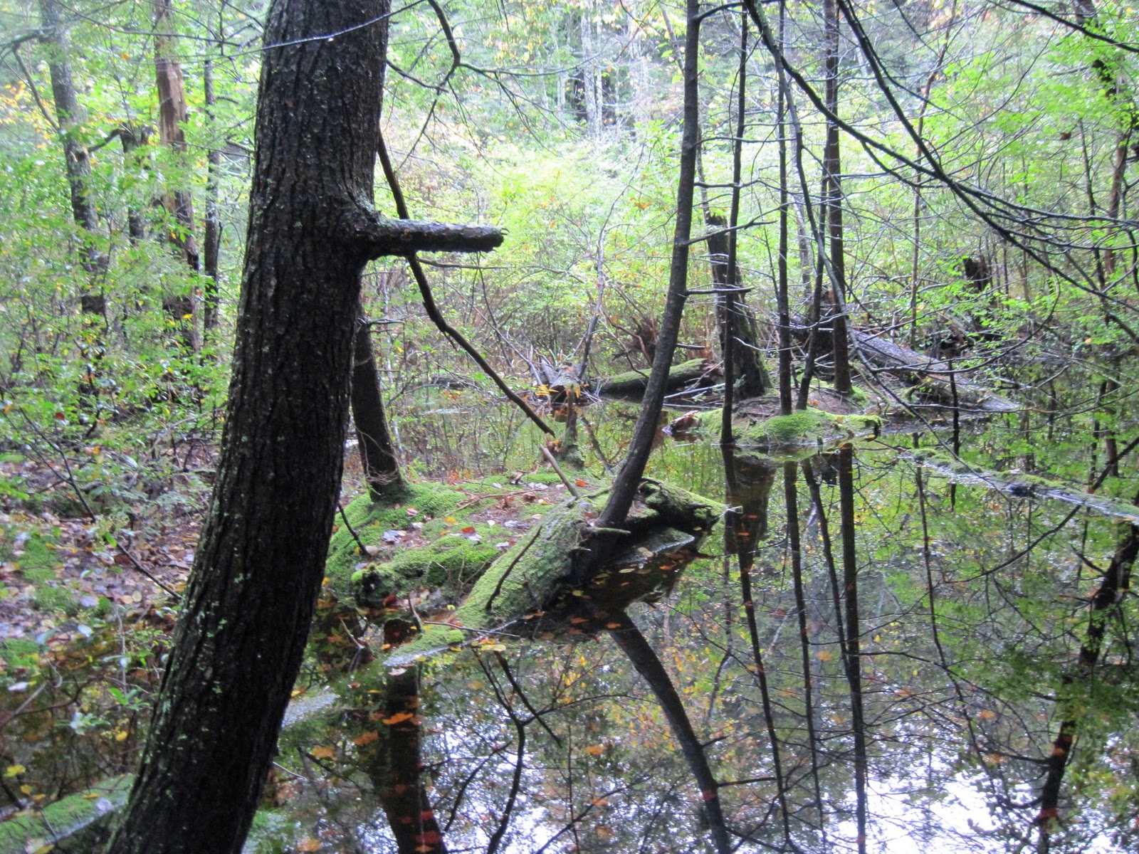 RavenWood Forest: Whirling Water and Tinkling Drops