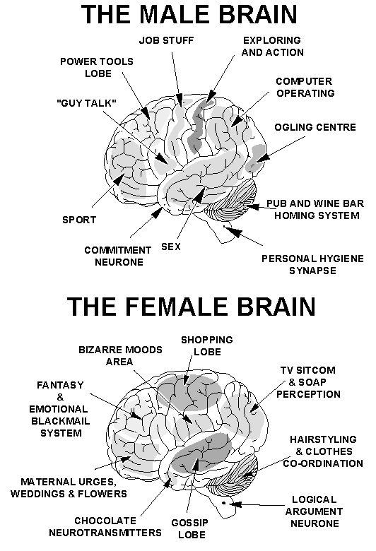 What about the world?: Do men and women have different brains?