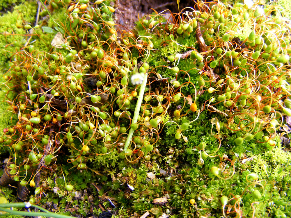 Days on the Claise: Mosses, Algae and Lichens on a Country Church