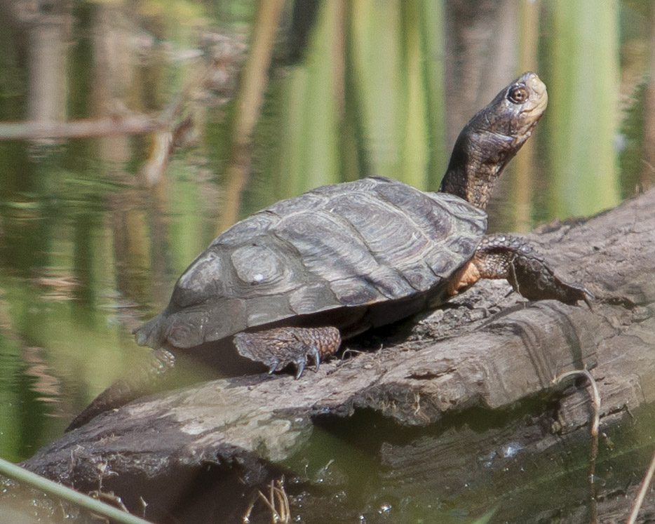 Western Pond Turtle ~ Rocklin Wildlife